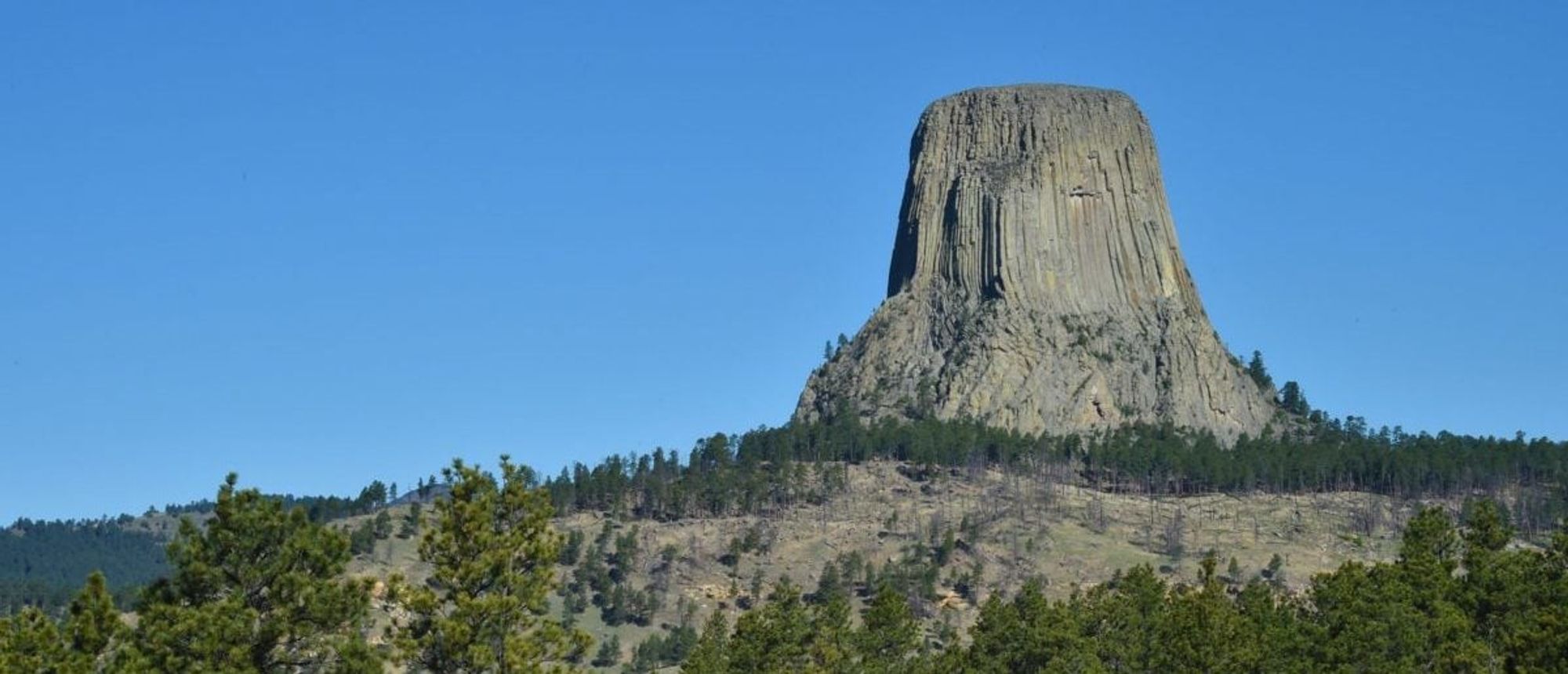 FACT CHECK: Do These Images Show The Stumps Of Giant Silicon Trees From ...