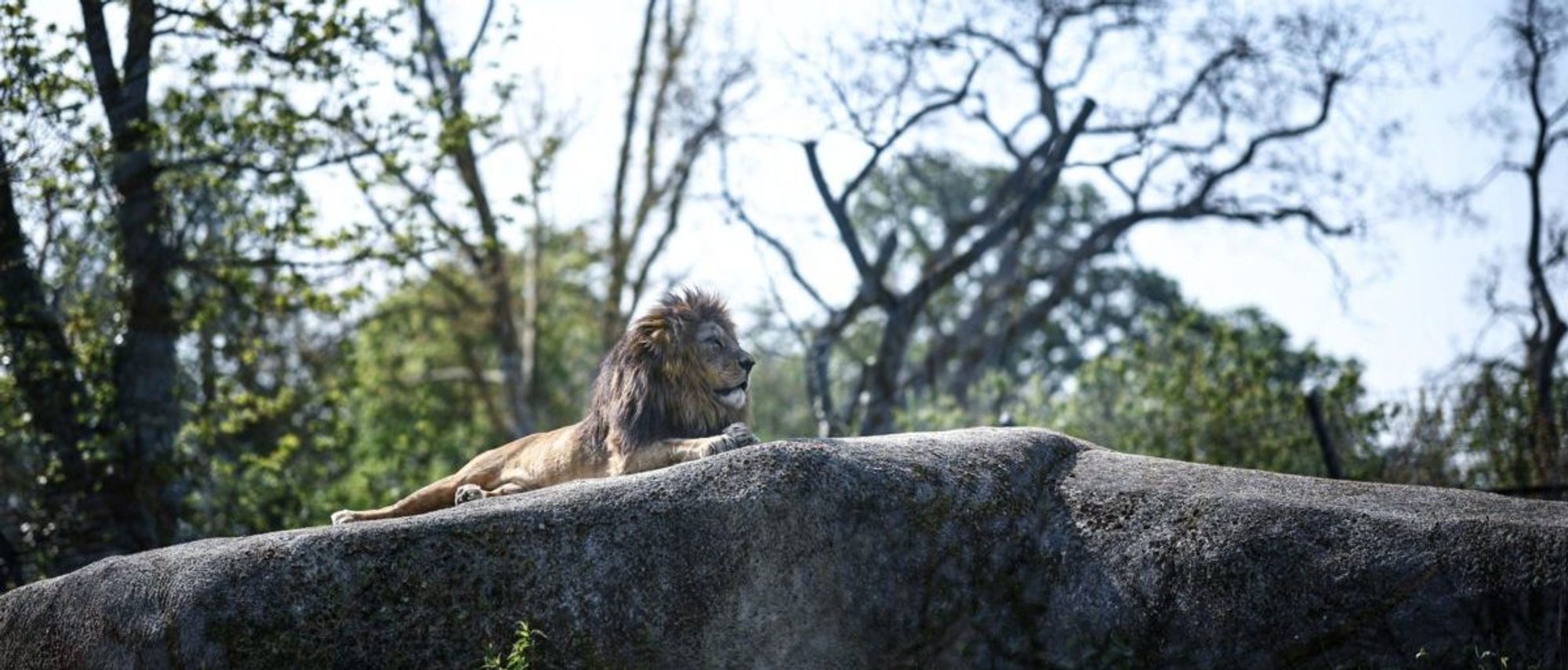 FACT CHECK: No, Lions Are Not Roaming The Streets Of Paris ...