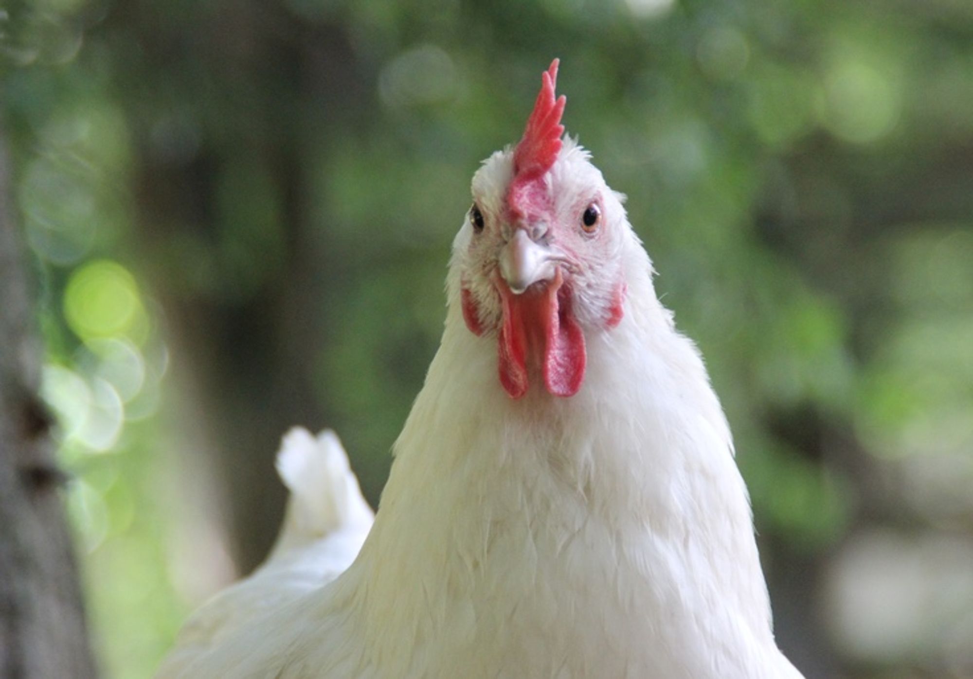 Who Gives a Cluck? - Conservative Review