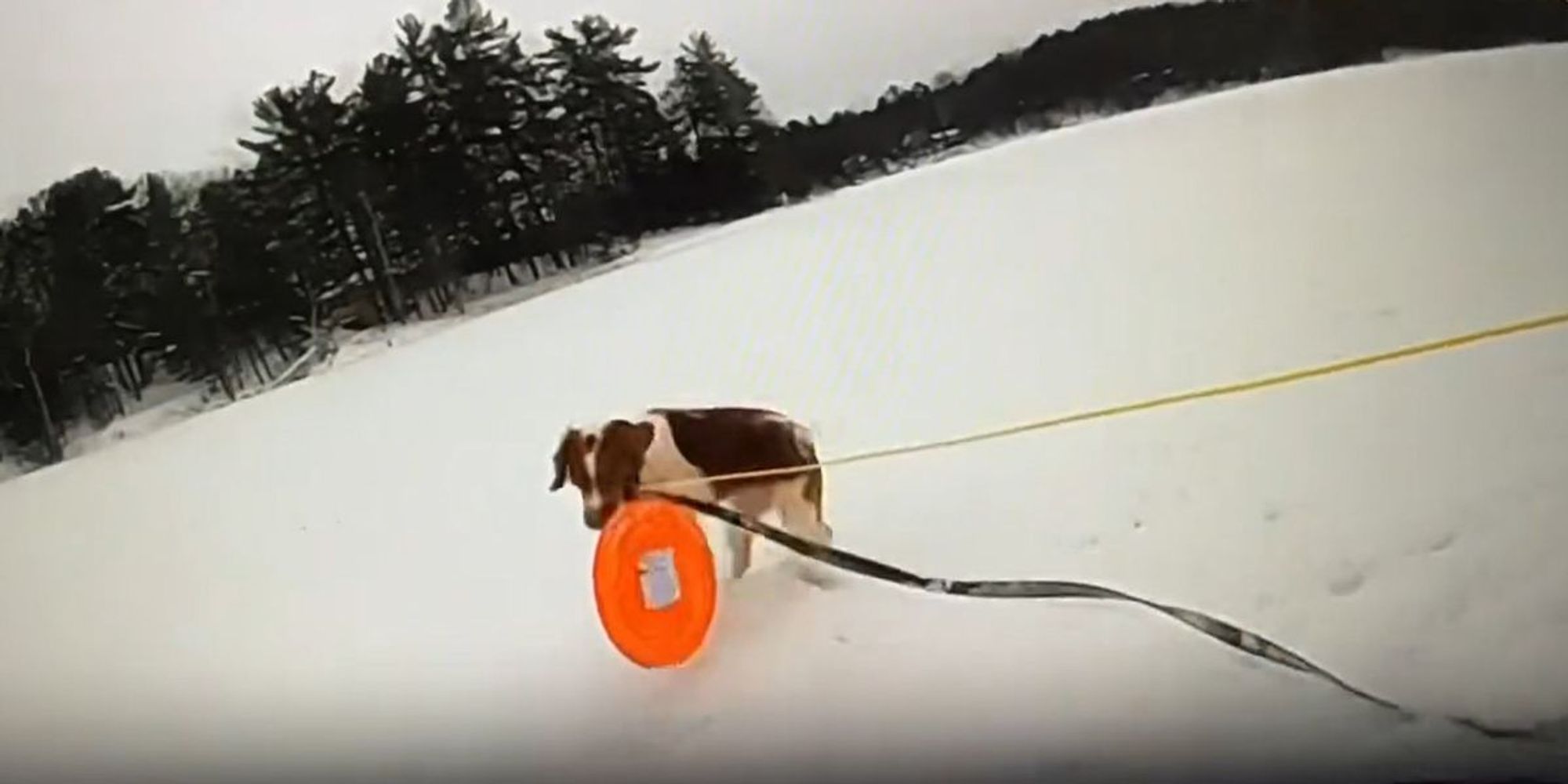 Dog helps save elderly owner who fell through the ice: 'Better give the ...