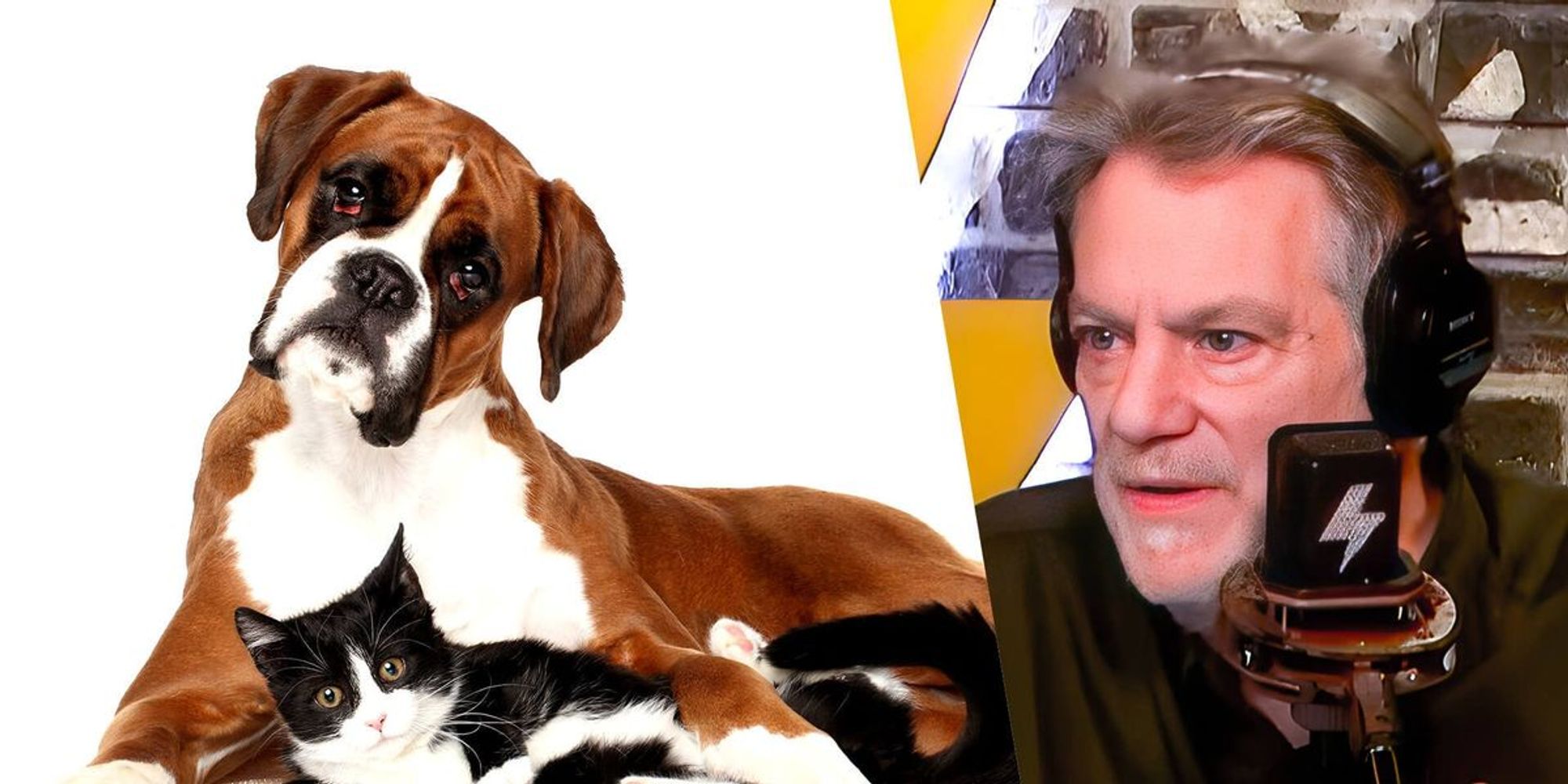 Are Haitian immigrants REALLY eating cats? One reporter says yes ...